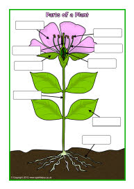 Parts of a plant and flower posters/worksheets (SB1317) - SparkleBox
