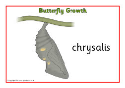 Caterpillar/butterfly growth posters (SB1444) - SparkleBox