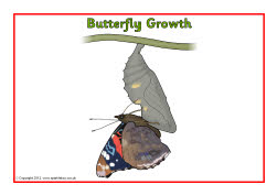Caterpillar/butterfly growth posters (SB1444) - SparkleBox