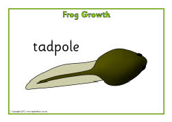 Tadpole/frog growth posters (SB1443) - SparkleBox