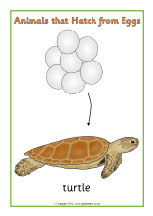 Animals that hatch from eggs posters (SB2199) - SparkleBox