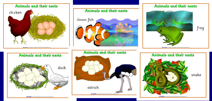 Animals and their nests posters (SB2203) - SparkleBox