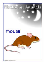 Nocturnal animals posters (SB2232) - SparkleBox