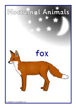 Nocturnal animals posters (SB2232) - SparkleBox