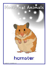 Nocturnal animals posters (SB2232) - SparkleBox