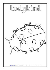 Minibeast colouring sheets (SB2278) - SparkleBox