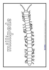 Minibeast colouring sheets (SB2278) - SparkleBox