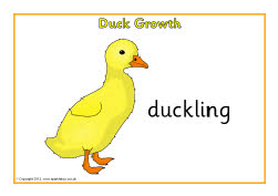 Duck growth/life cycle posters (SB2429) - SparkleBox