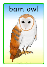 Bird posters (SB2895) - SparkleBox