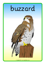 Bird posters (SB2895) - SparkleBox