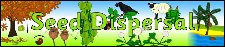 Seed Dispersal display banner (SB3172) - SparkleBox