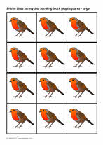 British birds survey pictogram squares (SB3806) - SparkleBox