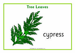 Tree leaves posters (SB3990) - SparkleBox