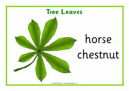 Tree leaves posters (SB3990) - SparkleBox