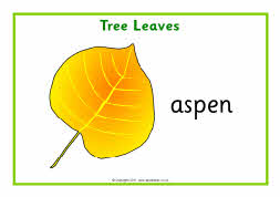 Tree leaves posters (SB3990) - SparkleBox