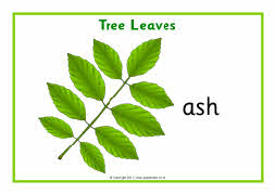 Tree leaves posters (SB3990) - SparkleBox