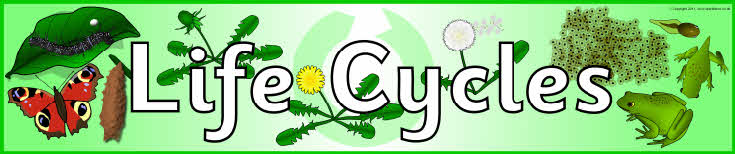 Life Cycles display banner (SB4006) - SparkleBox