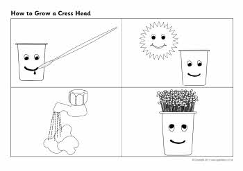 How to grow a cress head sequencing sheets (SB4884) - SparkleBox