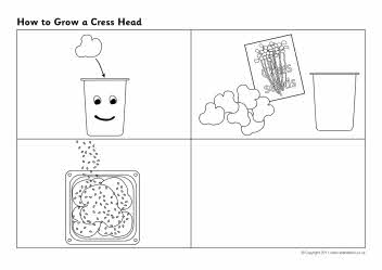 How to grow a cress head sequencing sheets (SB4884) - SparkleBox