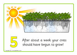 Growing cress instructions (SB4883) - SparkleBox