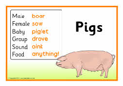 Pupil Animal information posters (SB5037) - SparkleBox