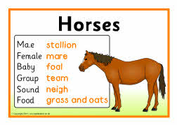 Pupil Animal information posters (SB5037) - SparkleBox