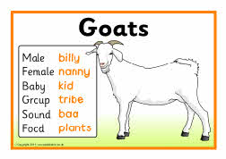 Pupil Animal information posters (SB5037) - SparkleBox