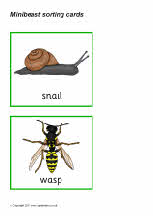 Minibeast sorting cards (SB5095) - SparkleBox