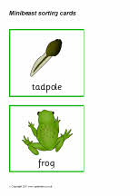 Minibeast sorting cards (SB5095) - SparkleBox