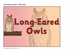 Owl-themed group signs - A4 (SB5297) - SparkleBox