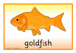 Pet animals posters (SB5848) - SparkleBox