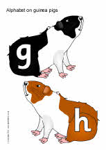 Alphabet on guinea pigs (SB6358) - SparkleBox