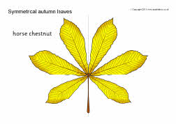 Symmetrical Autumn leaves matching activity (SB6434) - SparkleBox