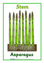 Edible plant parts posters (SB6660) - SparkleBox