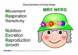 Mrs Nerg life processes posters (SB6664) - SparkleBox