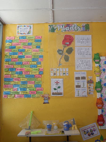 Plants classroom display photo - Photo gallery - SparkleBox