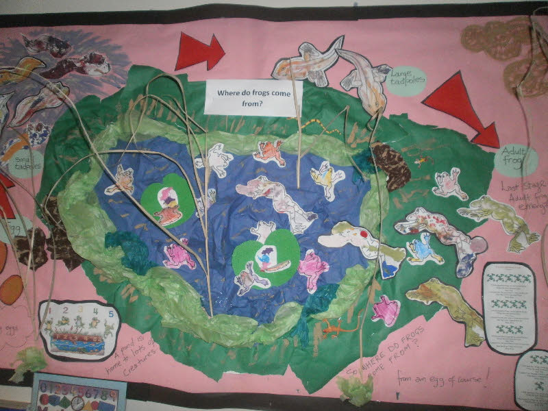 Where Do Frogs Come From? classroom display photo - Photo gallery ...