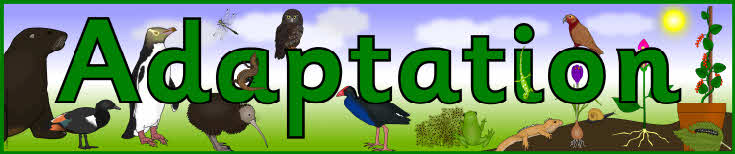 Adaptation display banner (New Zealand animals) (SB7199) - SparkleBox