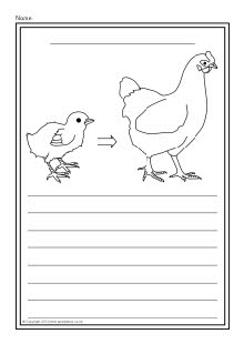 Life cycle of a hen colour and write worksheets (SB7633) - SparkleBox