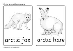 Polar animal flash cards (SB7726) - SparkleBox