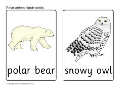 Polar animal flash cards (SB7726) - SparkleBox