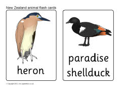 New Zealand animal flash cards (SB7729) - SparkleBox