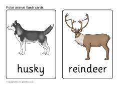 Polar animal flash cards (SB7726) - SparkleBox