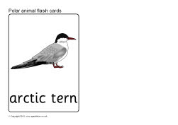 Polar animal flash cards (SB7726) - SparkleBox