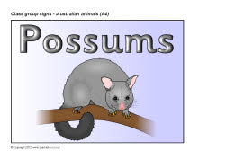 Australian animals class group signs (SB7765) - SparkleBox
