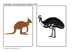 Australian animals picture flash cards (SB7802) - SparkleBox