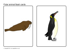 Polar animals picture flash cards (SB7808) - SparkleBox