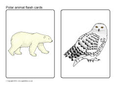 Polar animals picture flash cards (SB7808) - SparkleBox