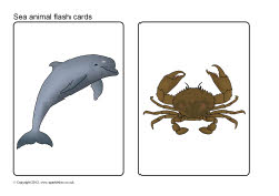 Sea animals picture flash cards (SB7810) - SparkleBox
