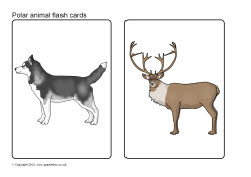 Polar animals picture flash cards (SB7808) - SparkleBox